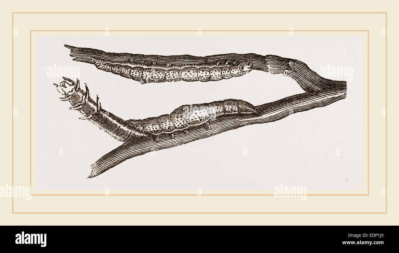 Nonpareil hi-res stock photography and images - Alamy