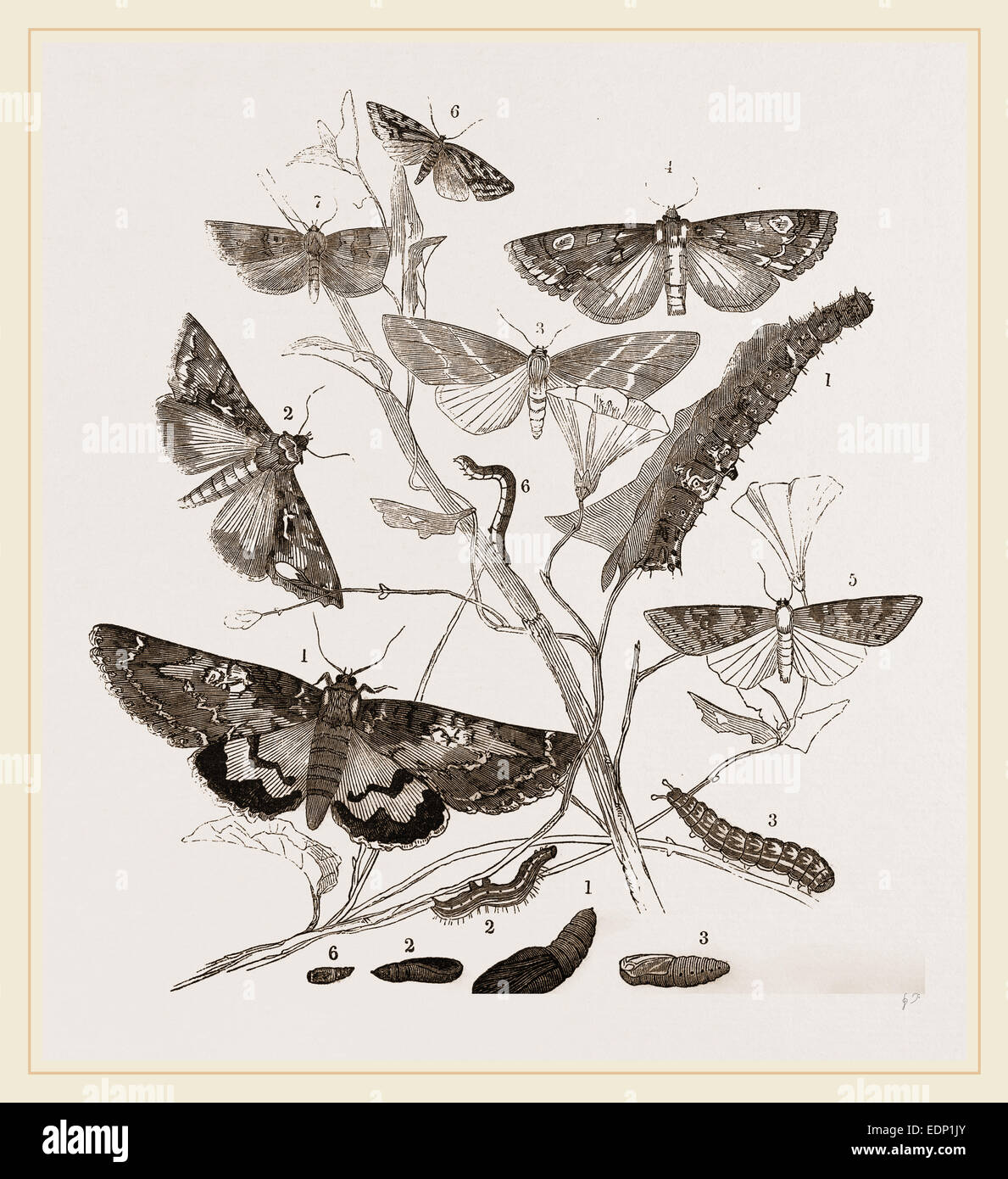 Group moths caterpillars pupae hi-res stock photography and images - Alamy