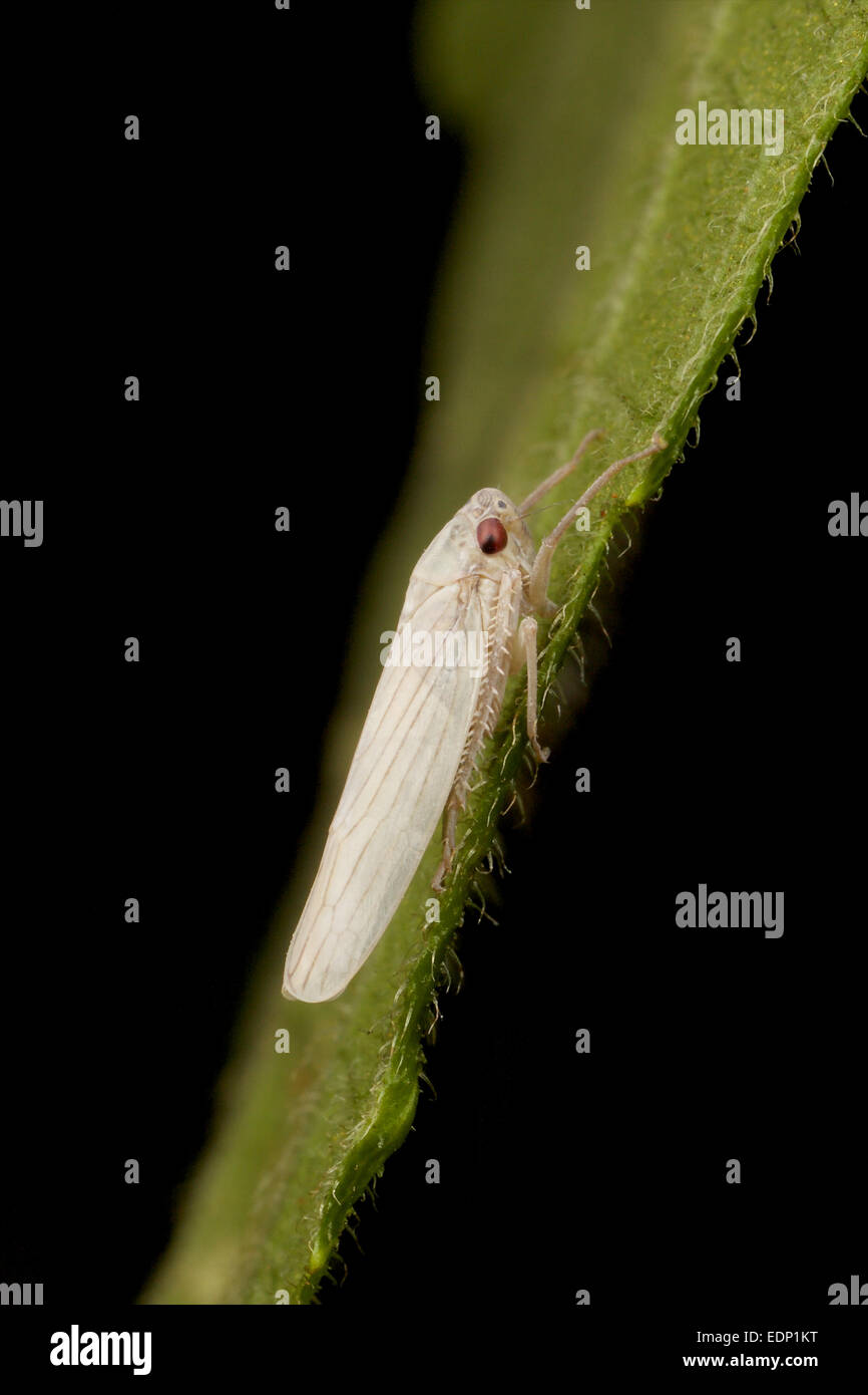 Planthopper white hi-res stock photography and images - Alamy