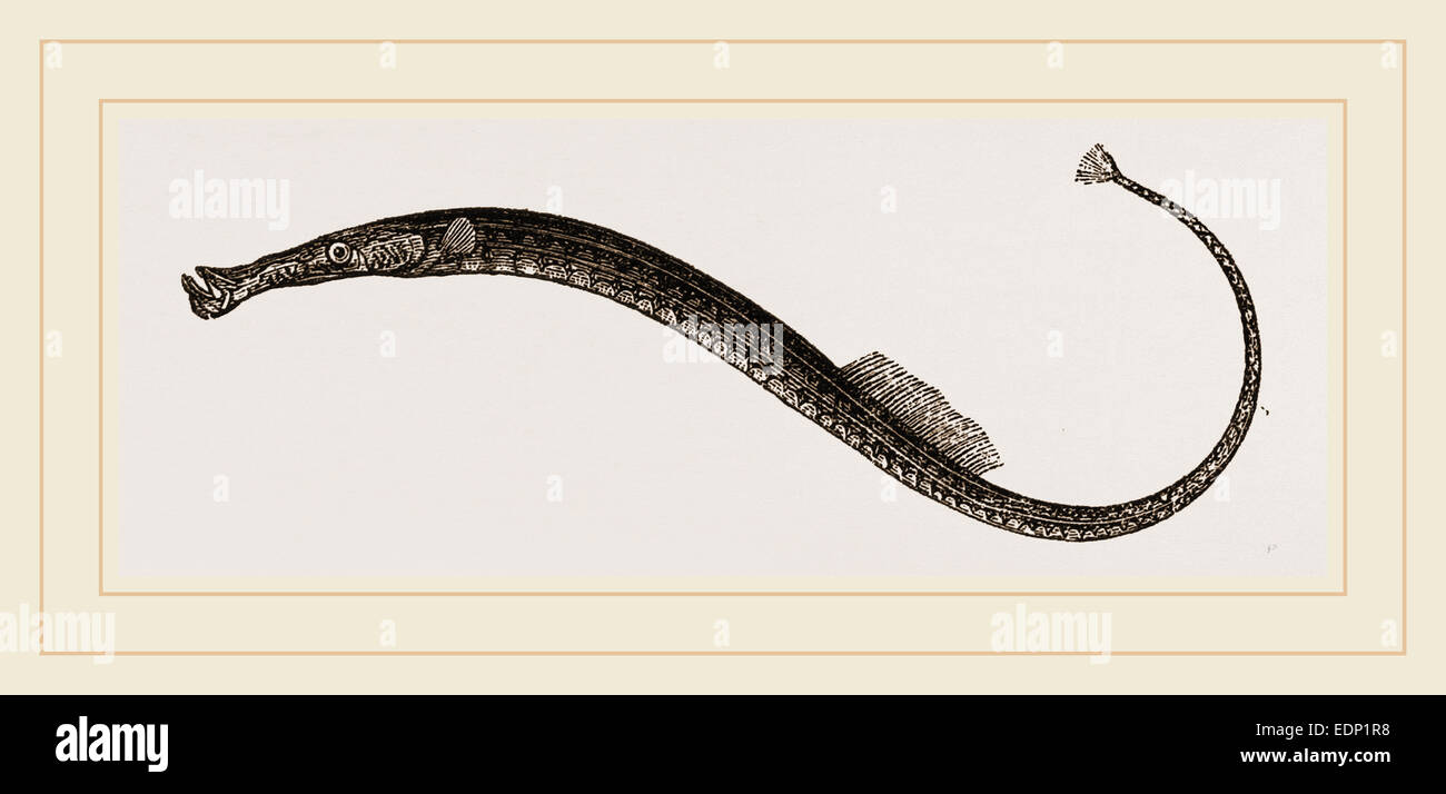 Deep nosed pipe fish hi-res stock photography and images - Alamy