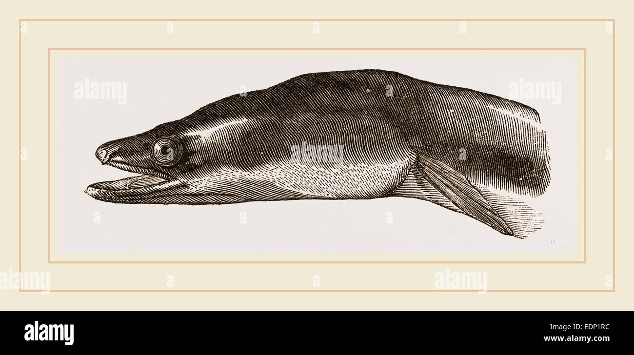 Eel head hi-res stock photography and images - Alamy