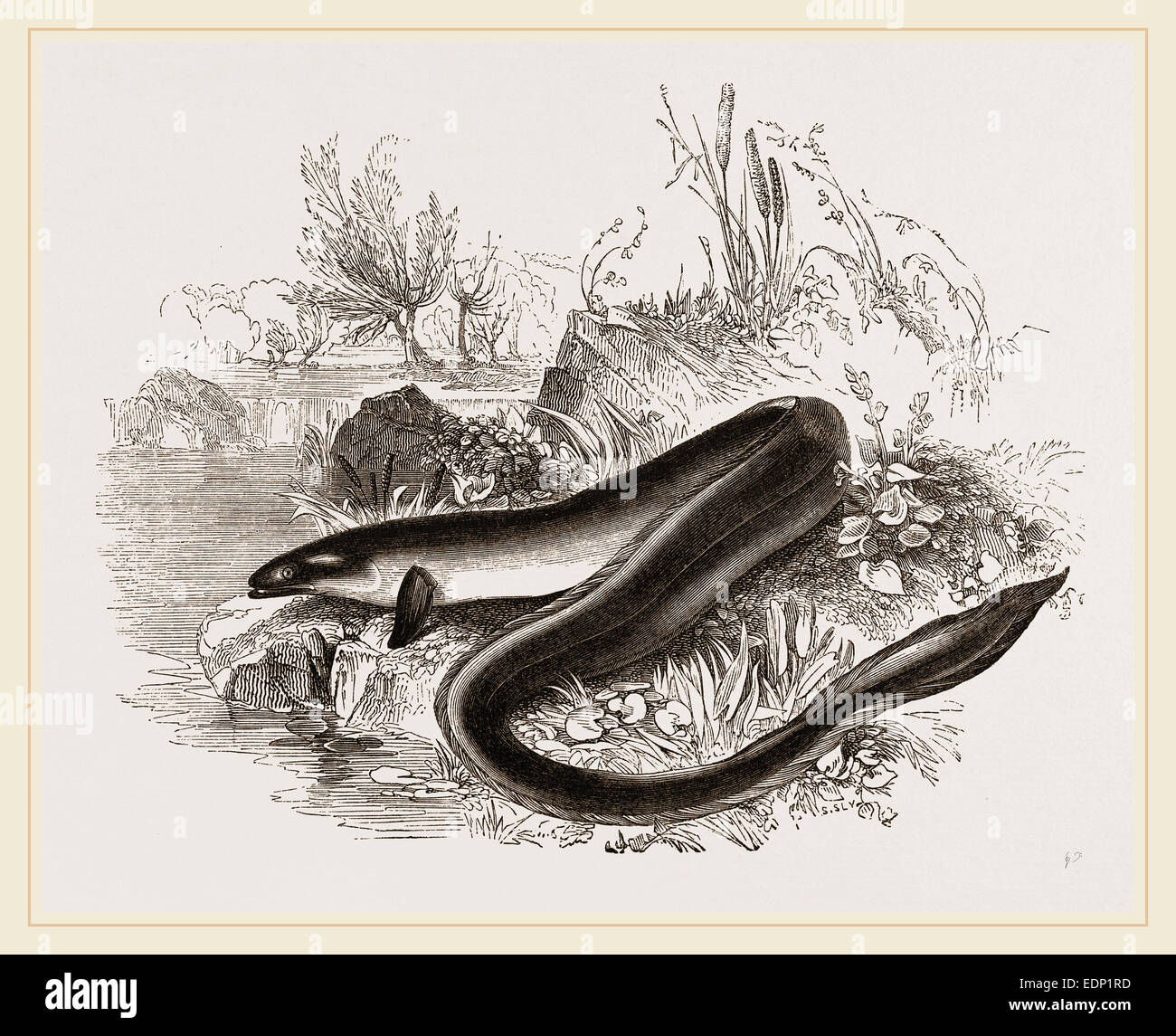 Sharp nosed Eel Stock Photo - Alamy