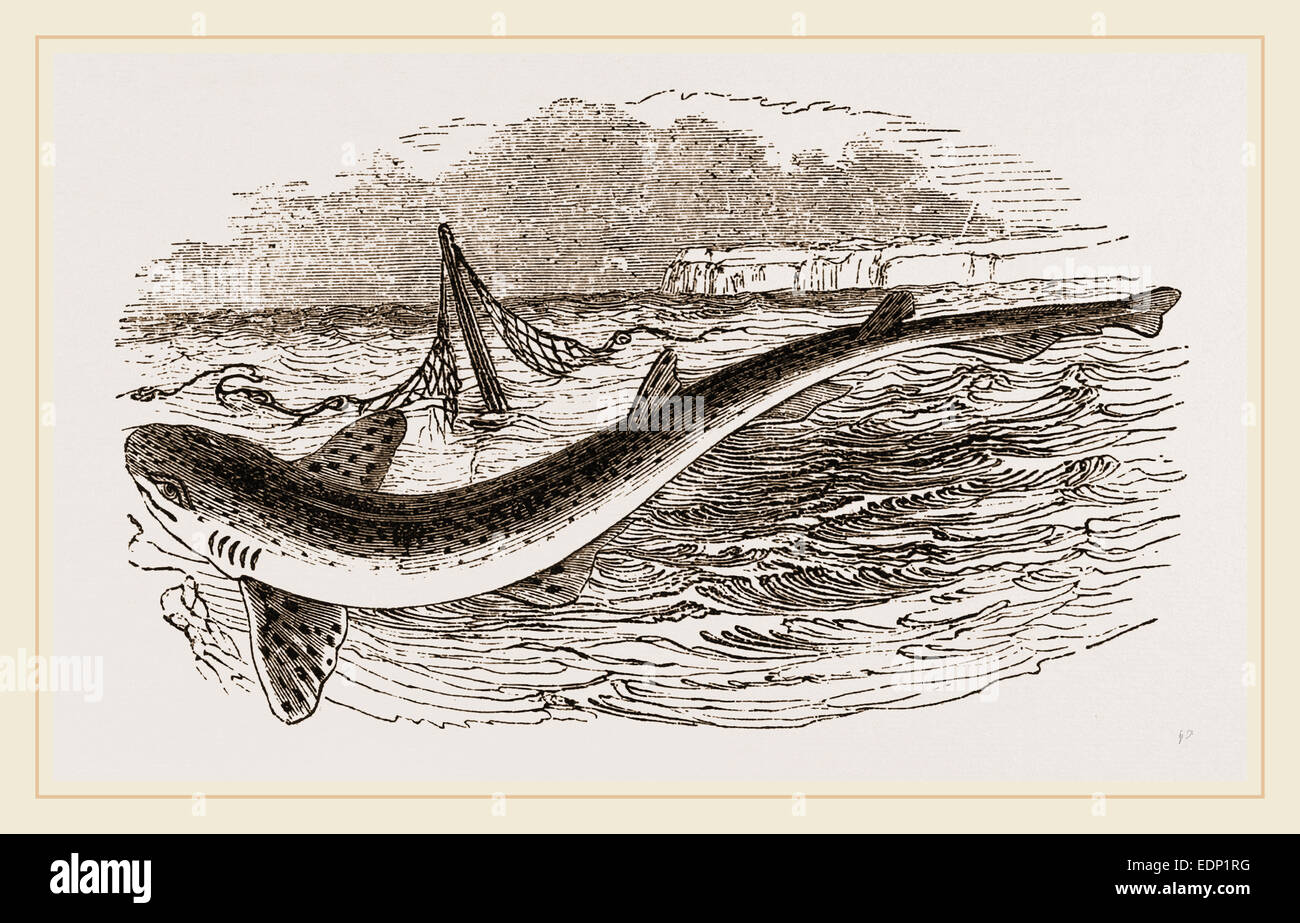 Small spotted dog fish hi-res stock photography and images - Alamy