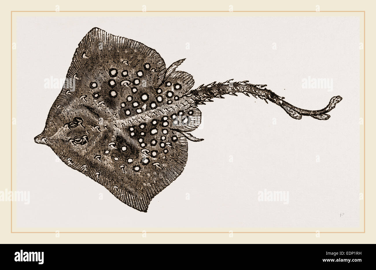 Thornback hi-res stock photography and images - Alamy