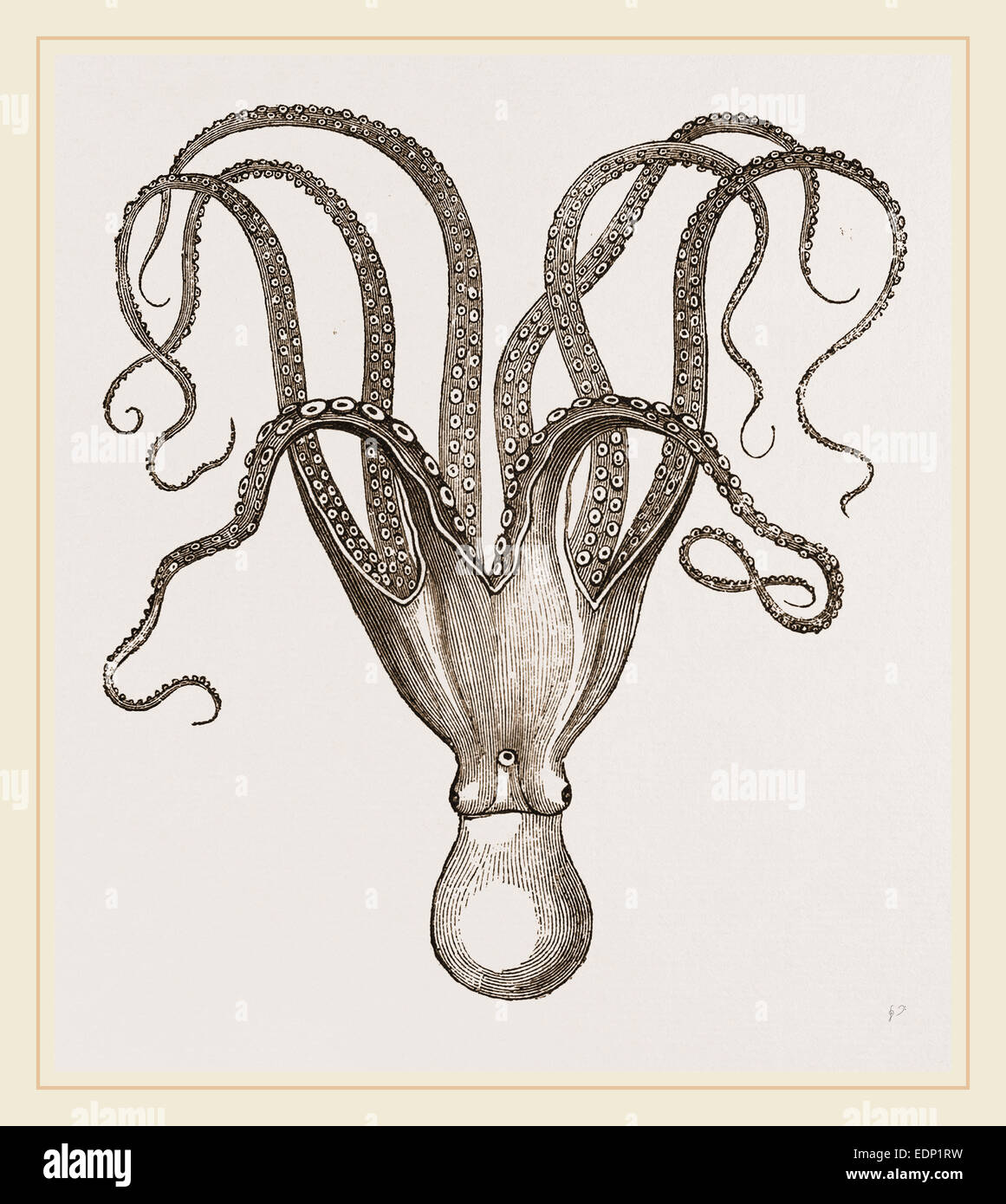 Cuttle hi-res stock photography and images - Alamy