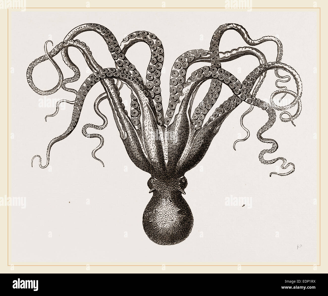 Common cuttle fish hi-res stock photography and images - Alamy