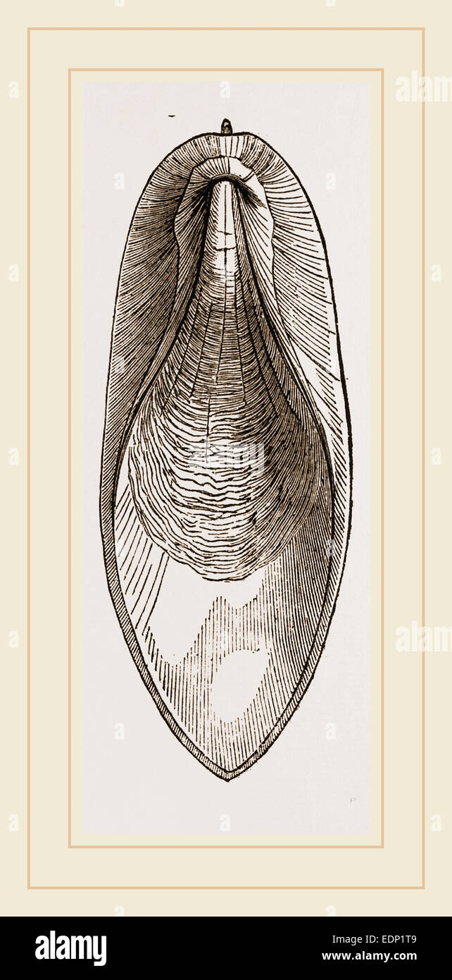 Internal Shell of Cuttle-fish Stock Photo - Alamy