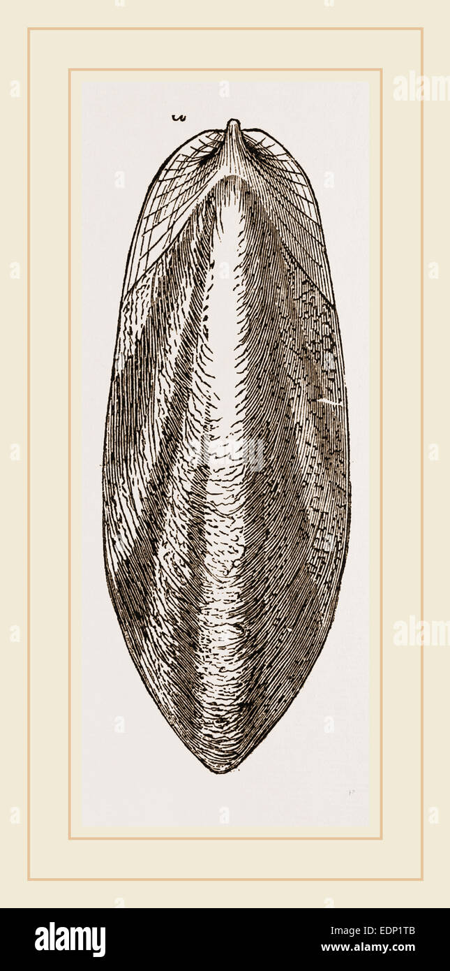 Internal Shell of Cuttle-fish Stock Photo - Alamy