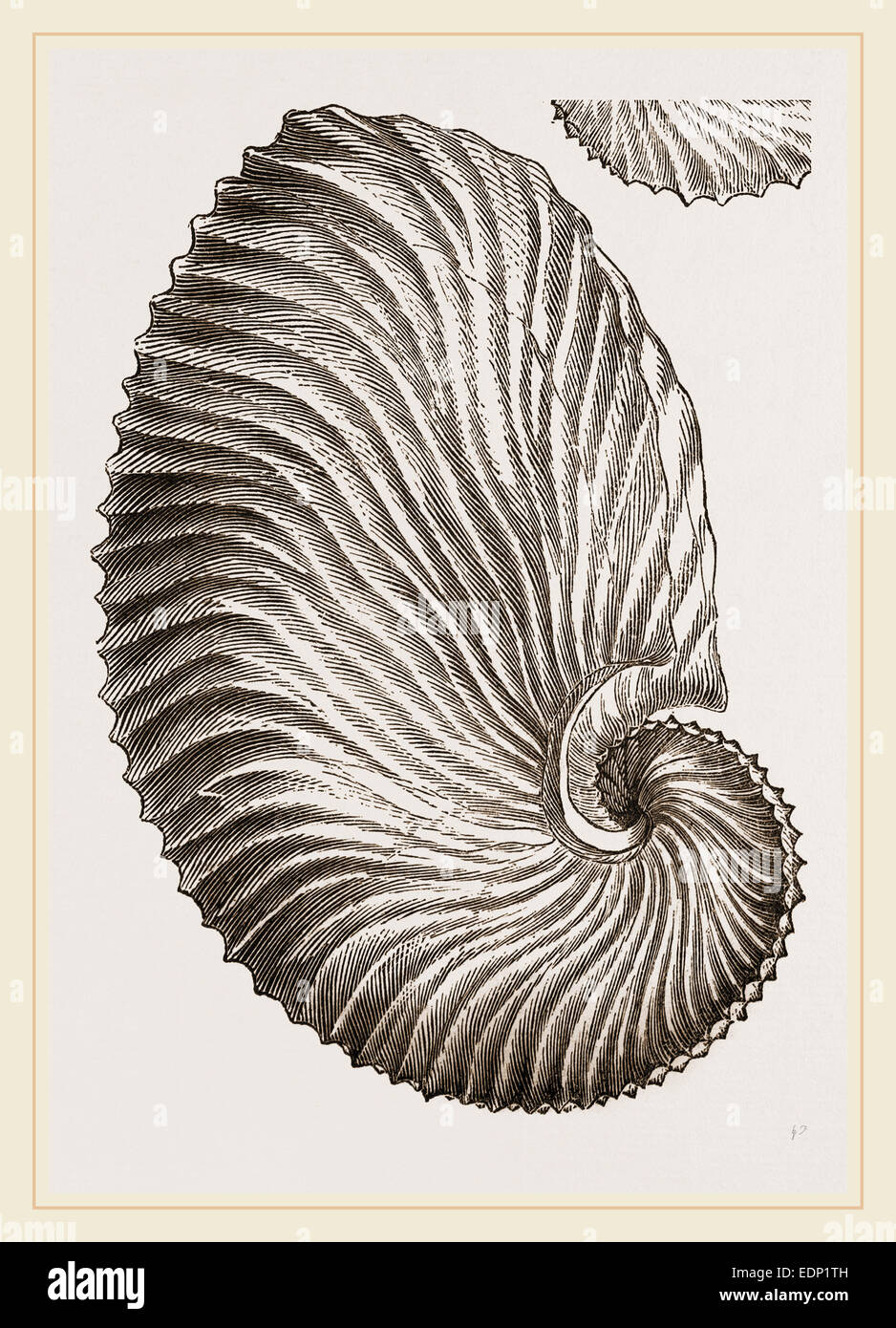 Argonaut shell hi-res stock photography and images - Alamy