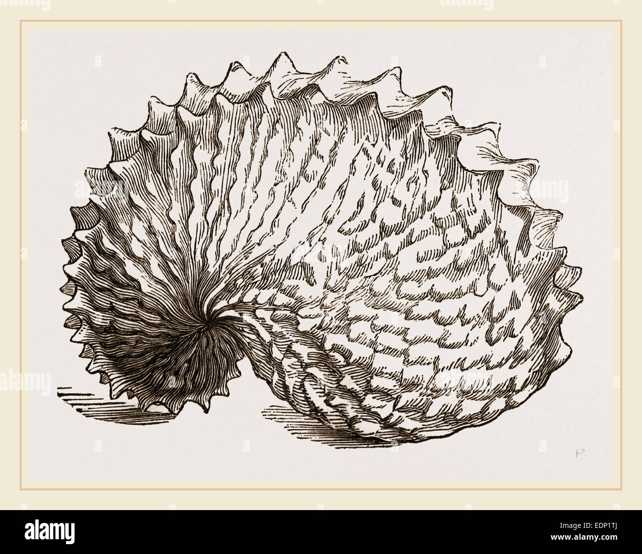 Shell tuberculous argonaut hi-res stock photography and images - Alamy