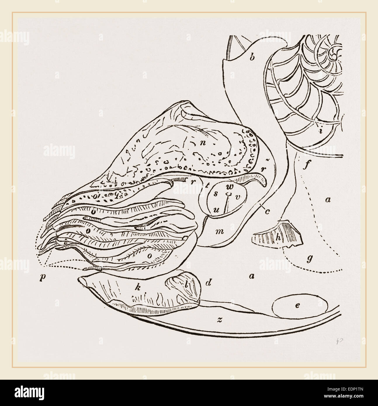 Structure of Nautilus Stock Photo - Alamy