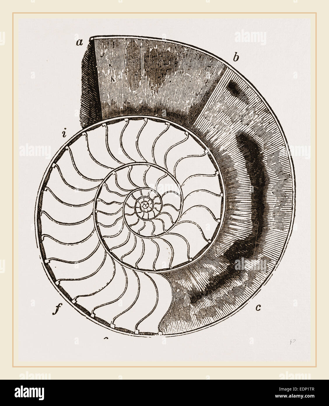 Shell of Ammonite Stock Photo - Alamy