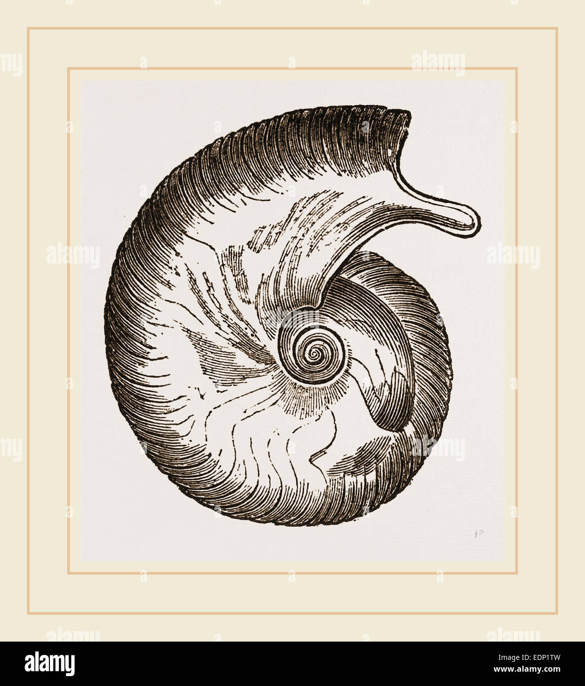 Natural ammonite hi-res stock photography and images - Alamy