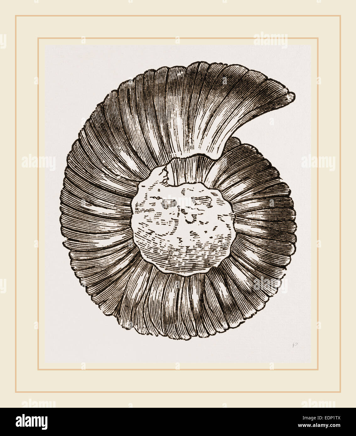 Ammonite history hi-res stock photography and images - Alamy