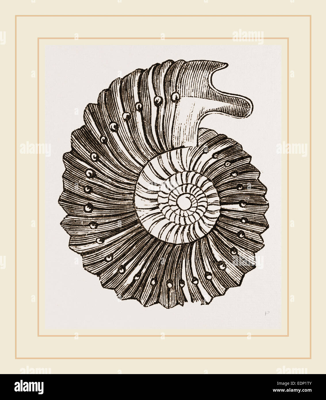 Natural ammonite hi-res stock photography and images - Alamy
