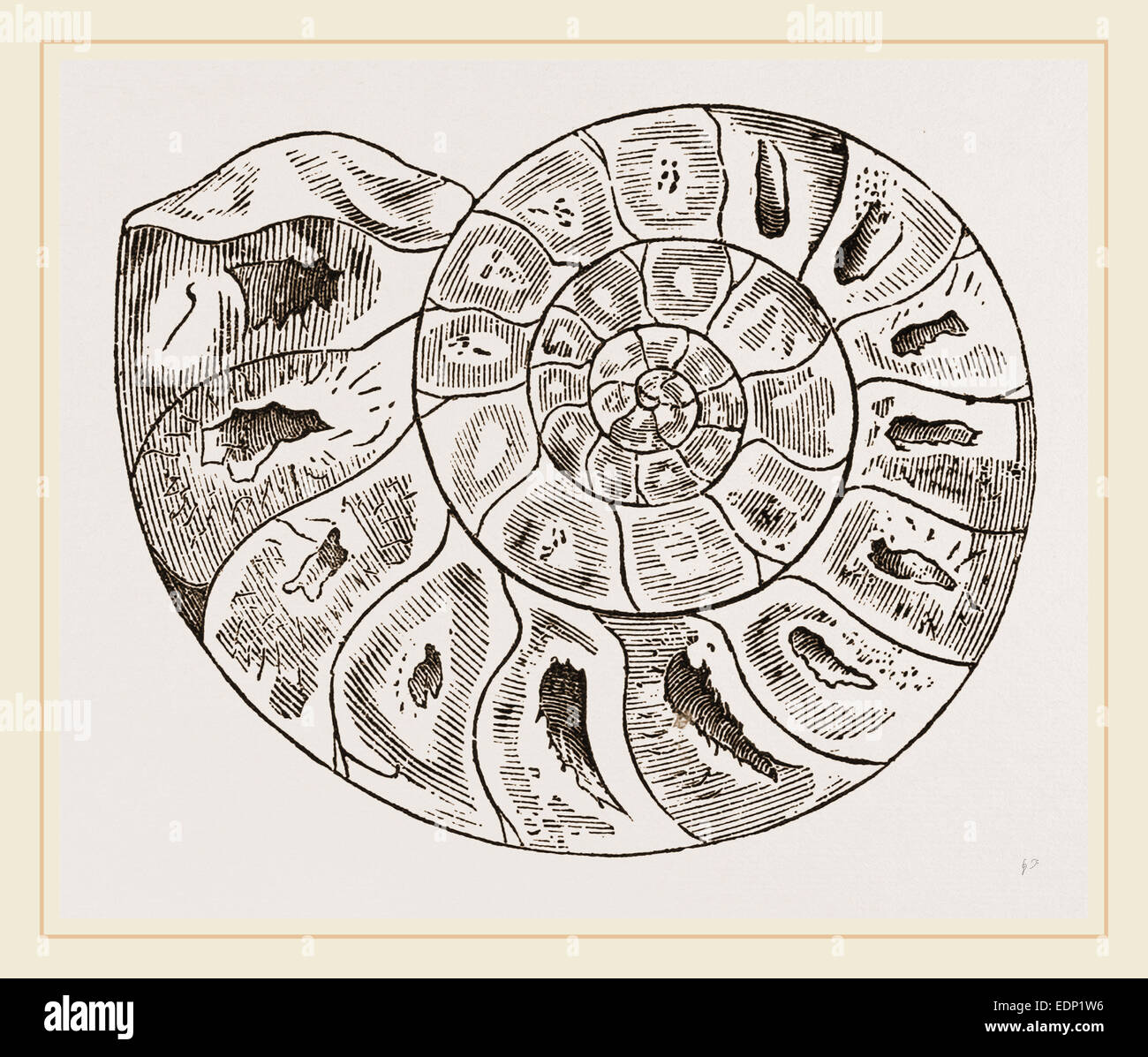 Section of Ammonite Stock Photo - Alamy