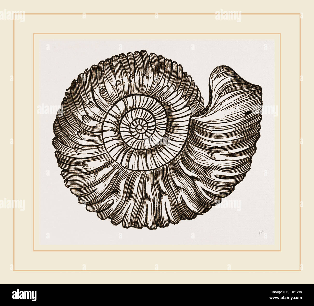 Ammonite Mouth perfect Stock Photo - Alamy