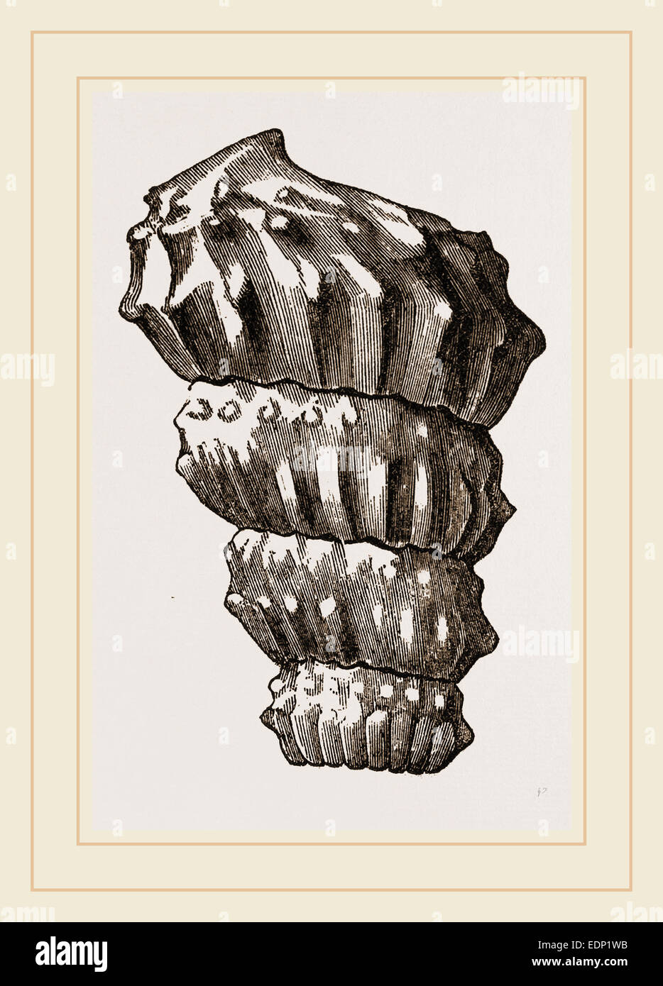 Turrilites Costatus High Resolution Stock Photography and Images - Alamy