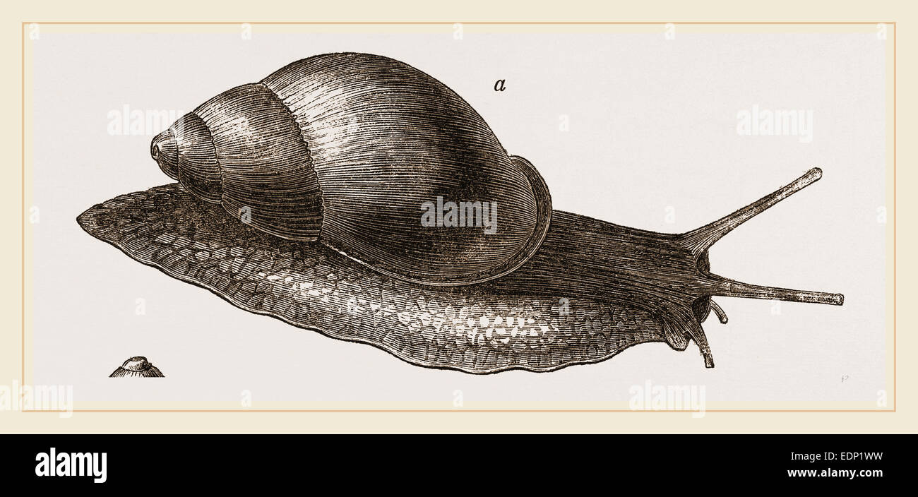 Bulinus hi-res stock photography and images - Alamy