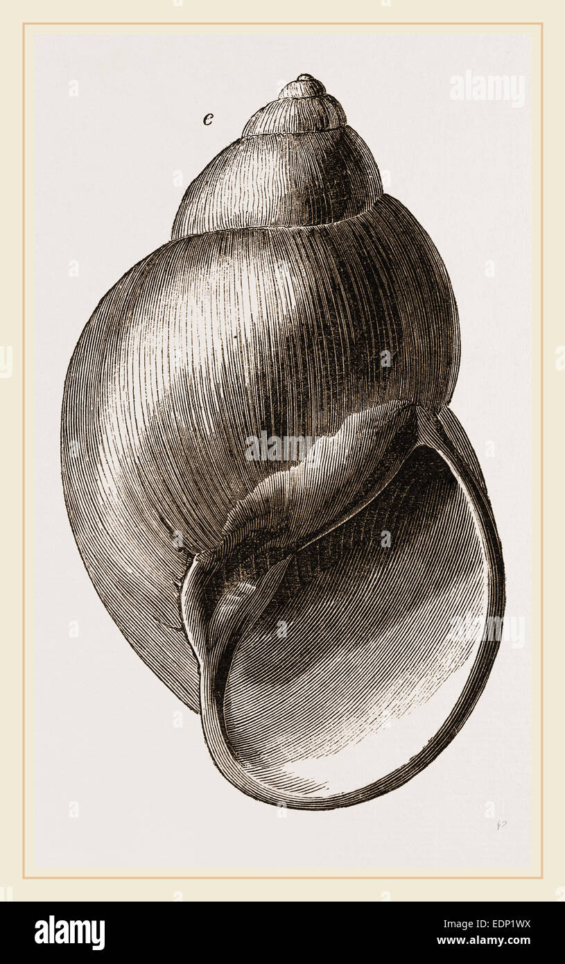 Bulinus hi-res stock photography and images - Alamy