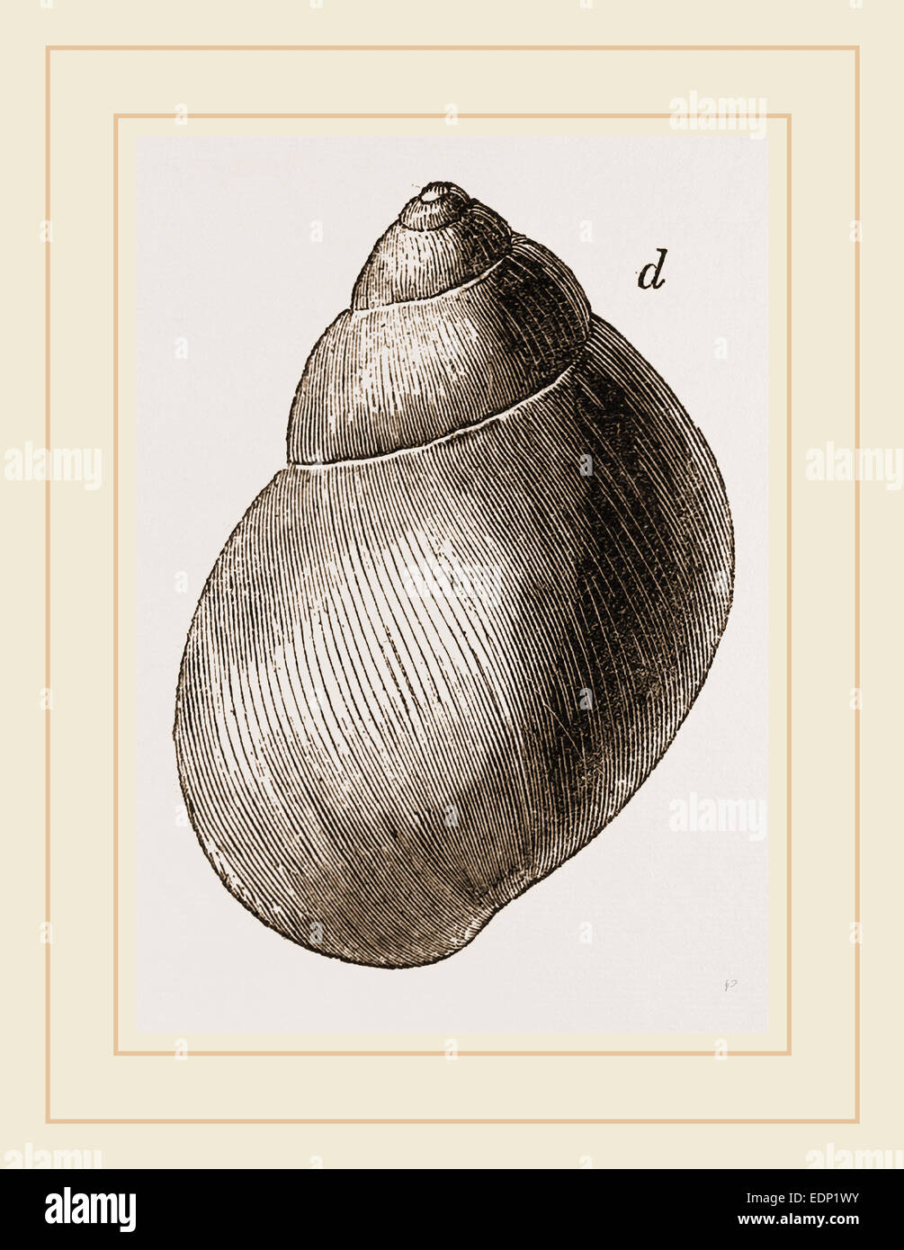 Bulinus hi-res stock photography and images - Alamy