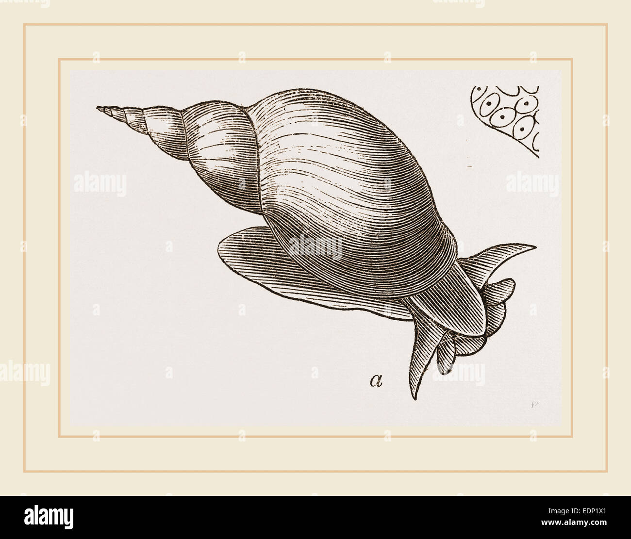 Limnaea stagnatilis and Eggs Stock Photo - Alamy