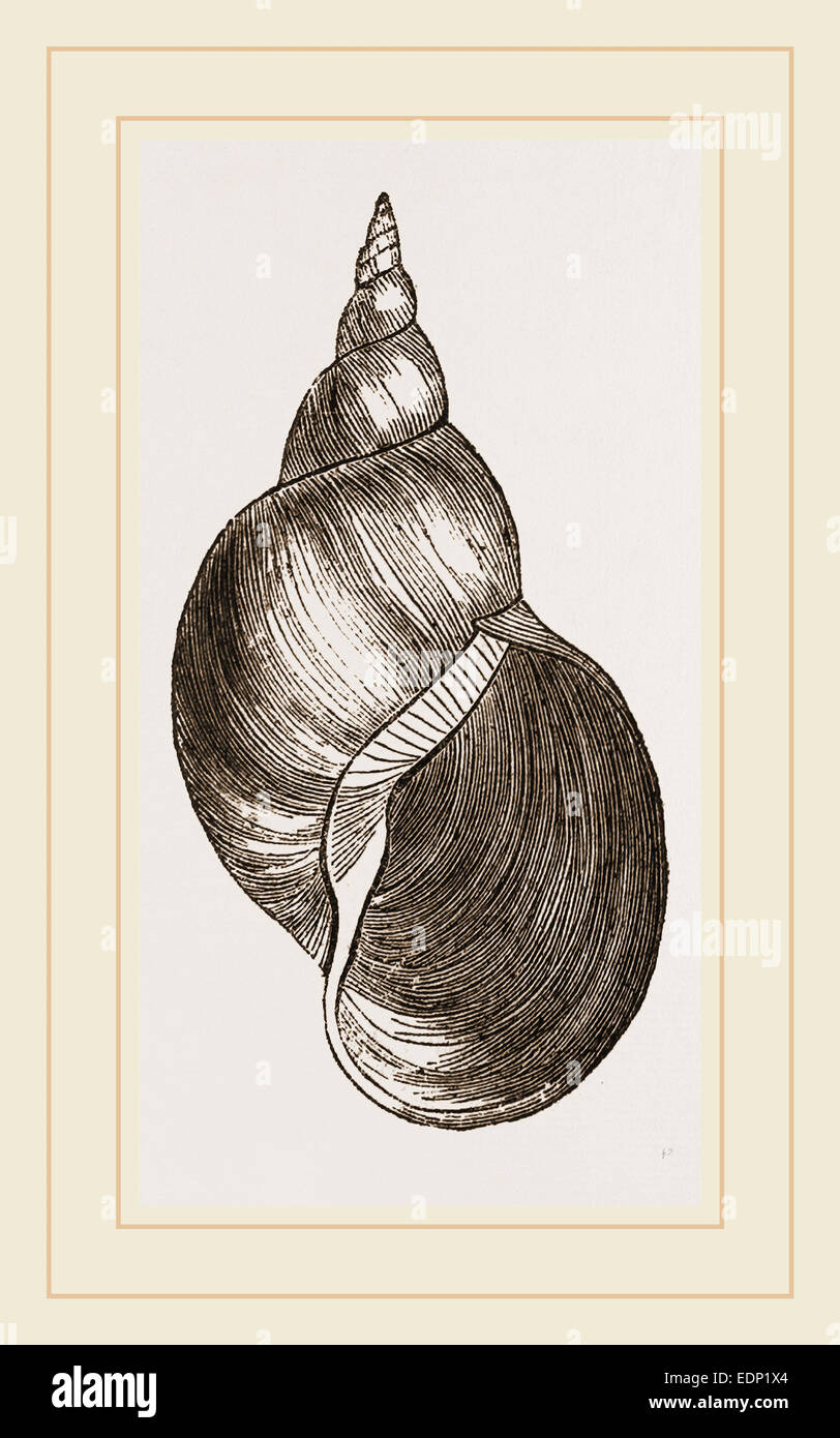 Common limnaea hi-res stock photography and images - Alamy