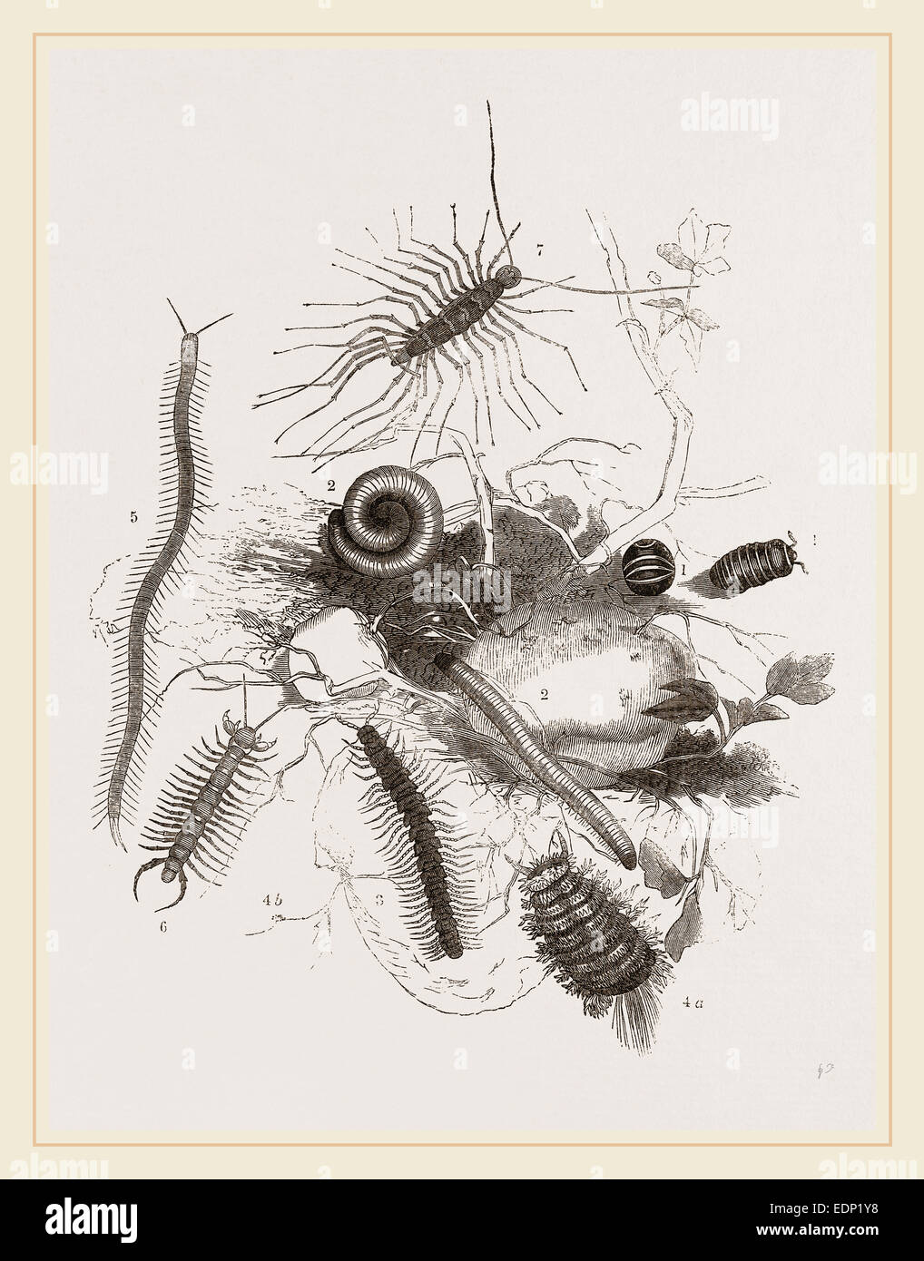 Group of Centipedes Stock Photo - Alamy