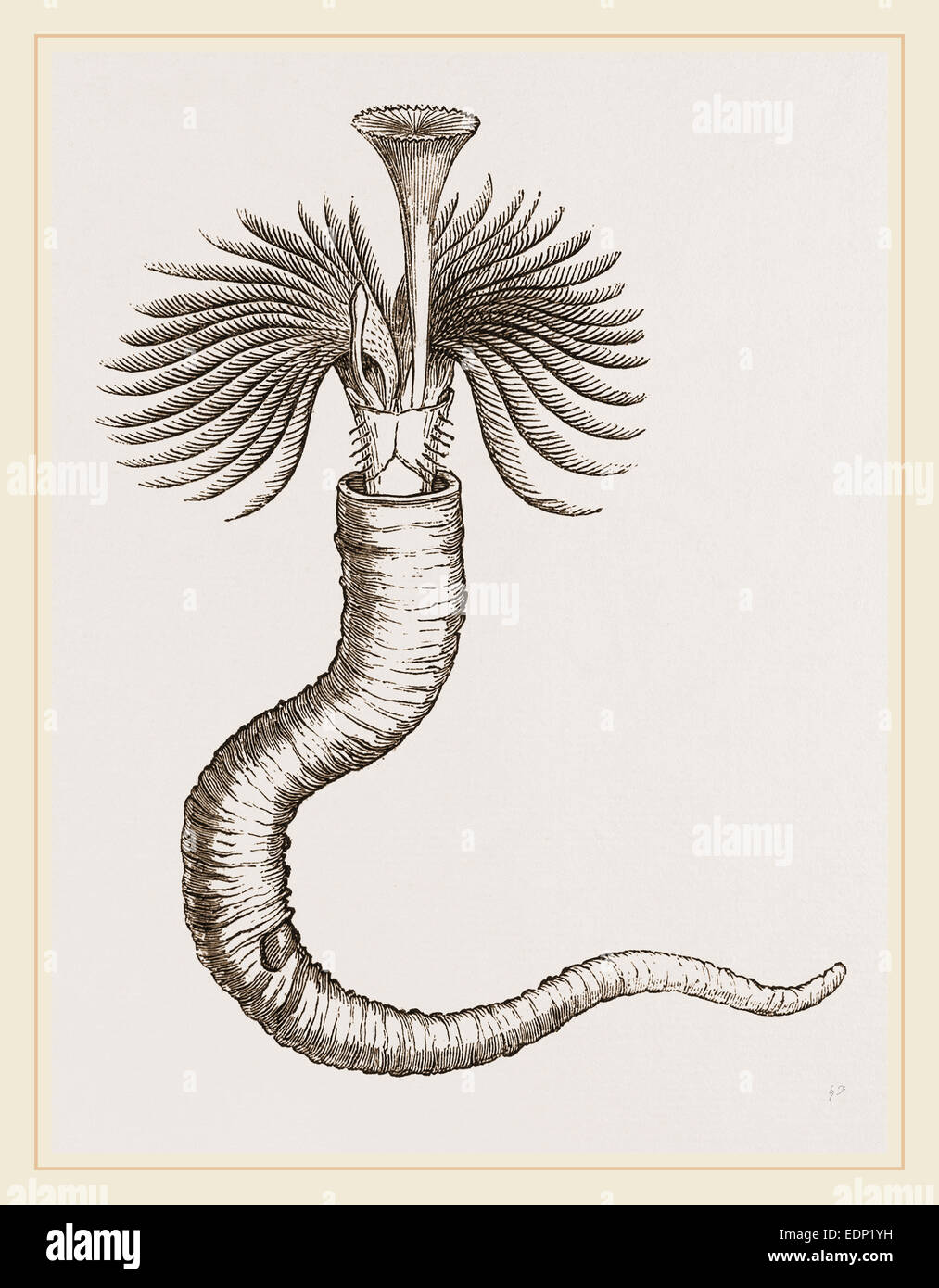 Serpula contortuplicata hi-res stock photography and images - Alamy