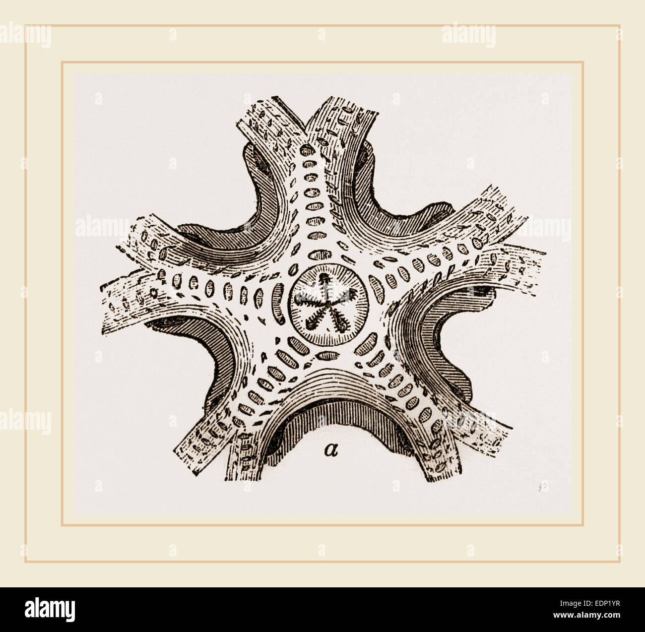 Euryale hi-res stock photography and images - Alamy