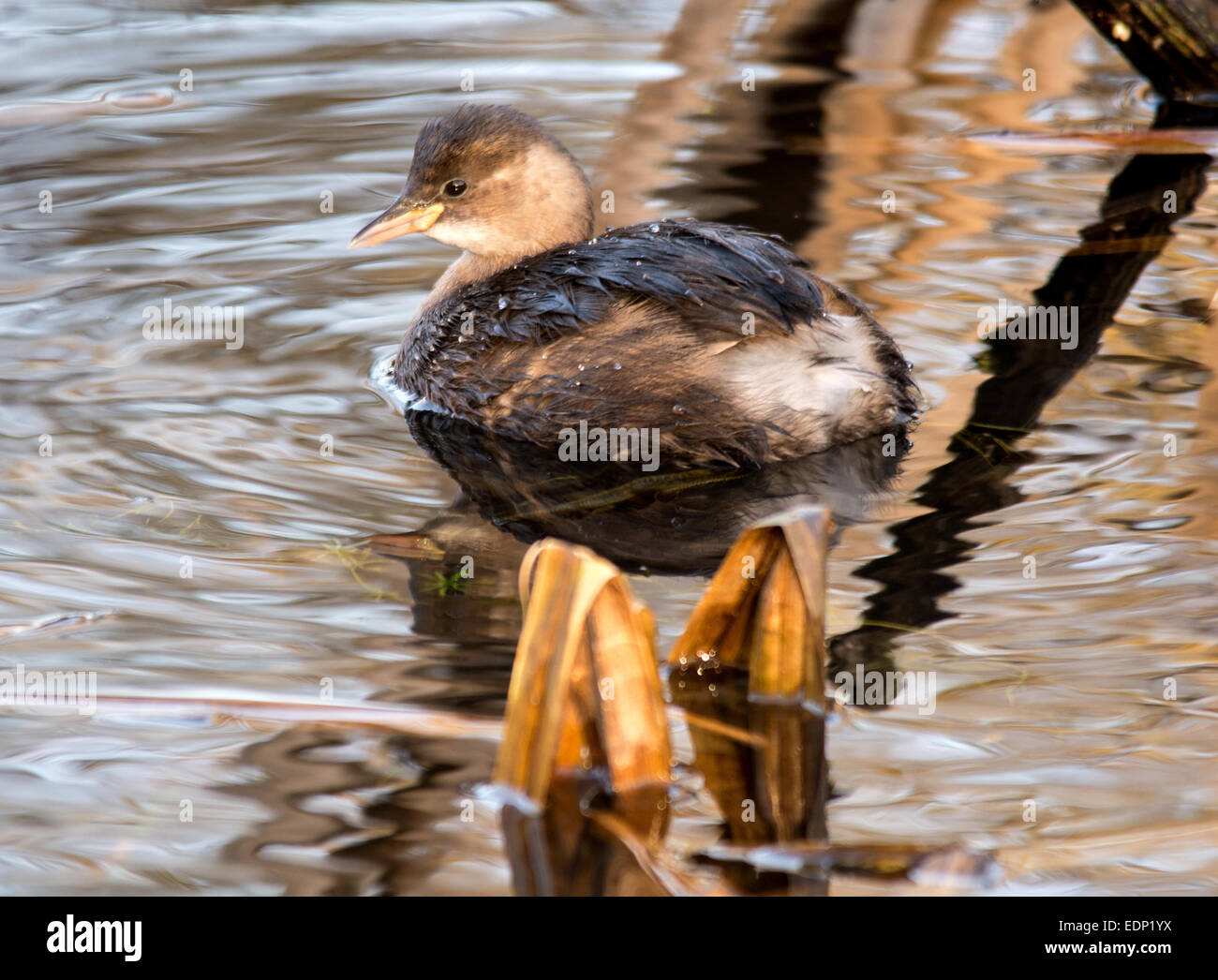 Little Grebe in winter plumage Stock Photo - Alamy