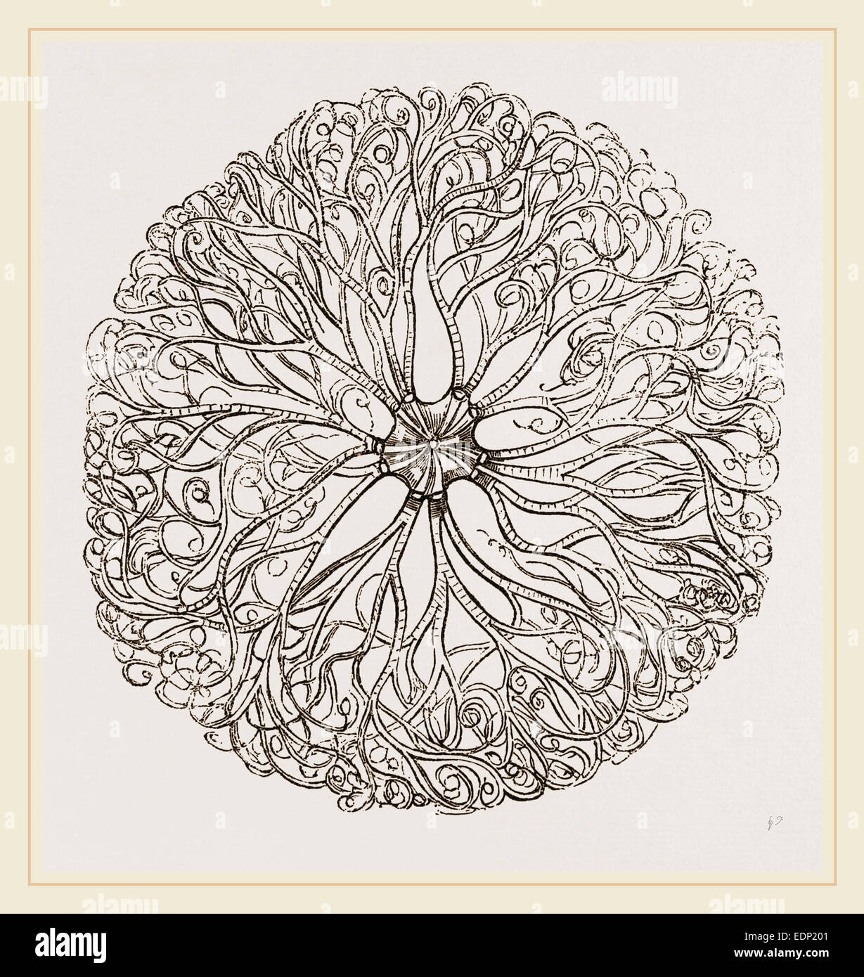 Euryale costosa hi-res stock photography and images - Alamy