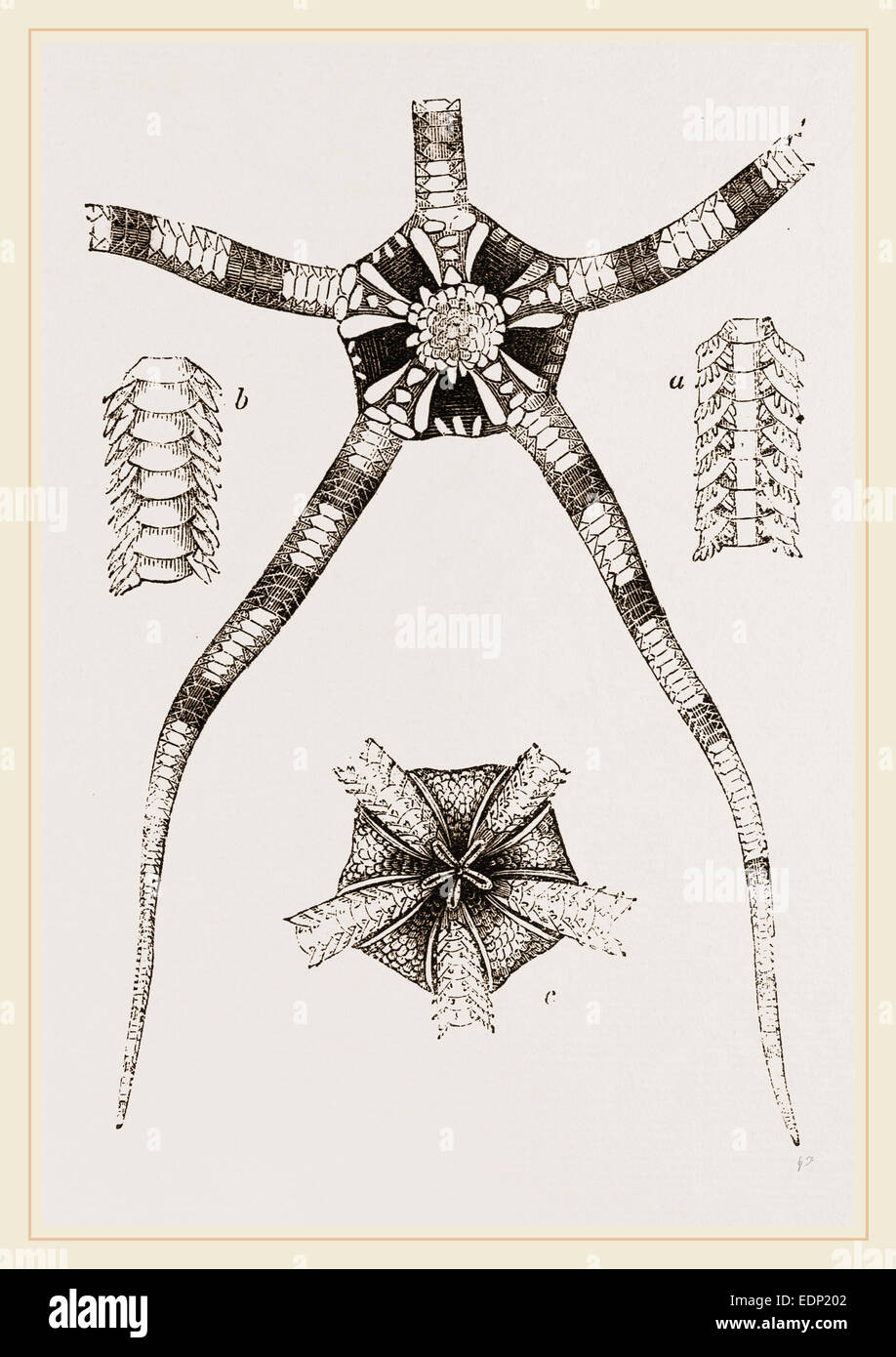 Ophiura ophiura hi-res stock photography and images - Alamy