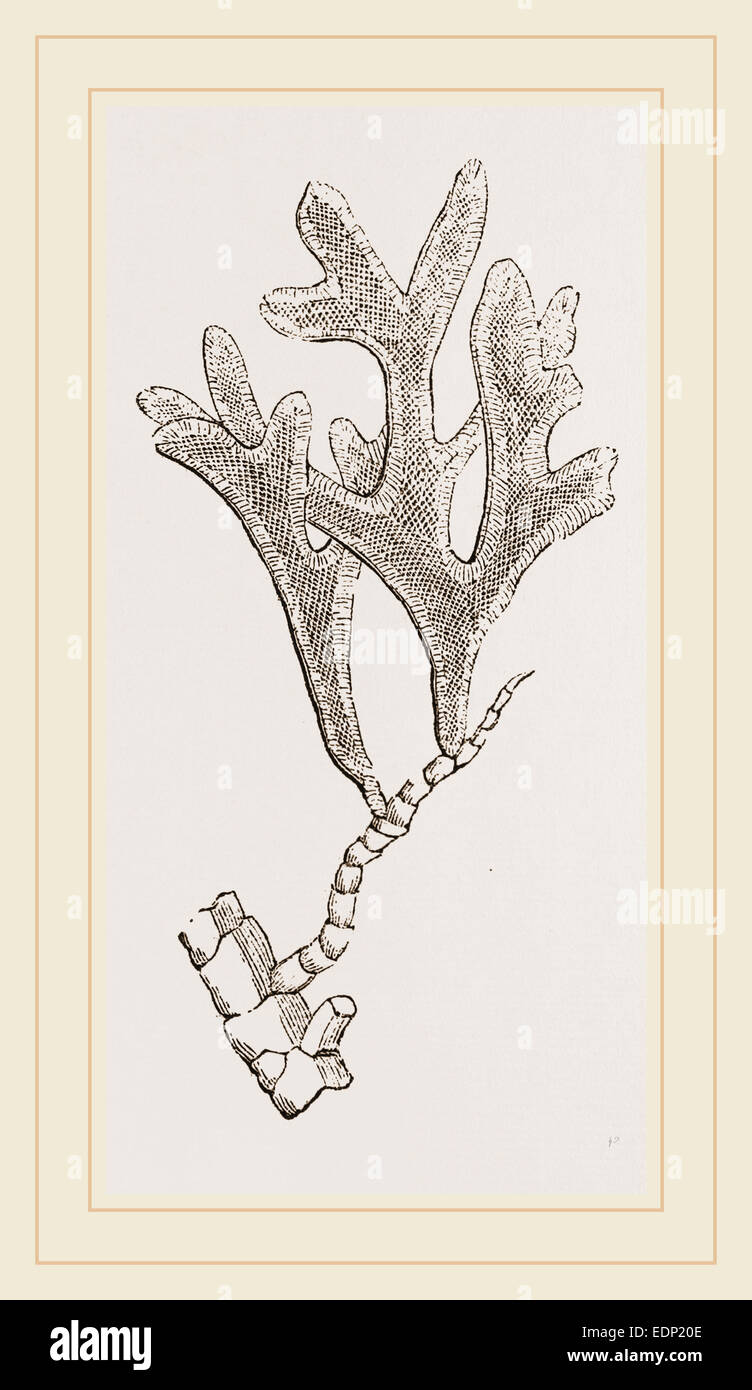 Foliifera hi-res stock photography and images - Alamy