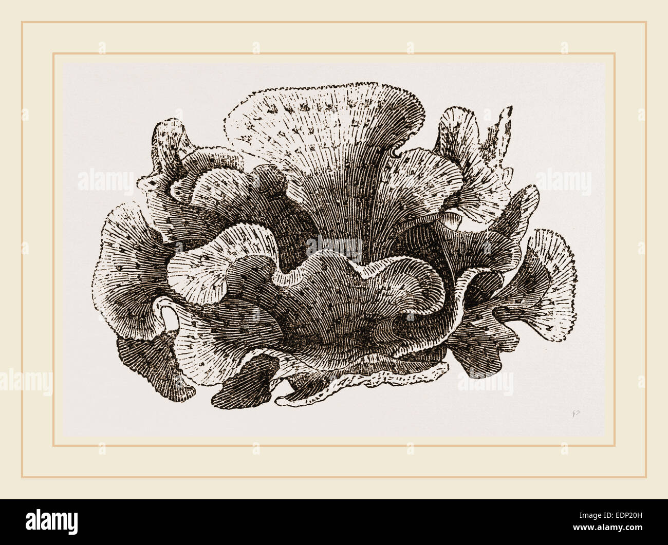 Boletiformis hi-res stock photography and images - Alamy