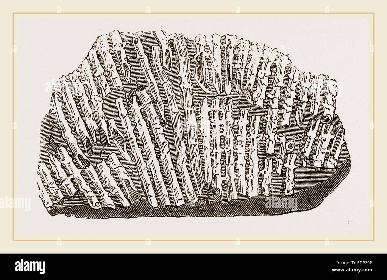 Syringopora geniculata hi-res stock photography and images - Alamy