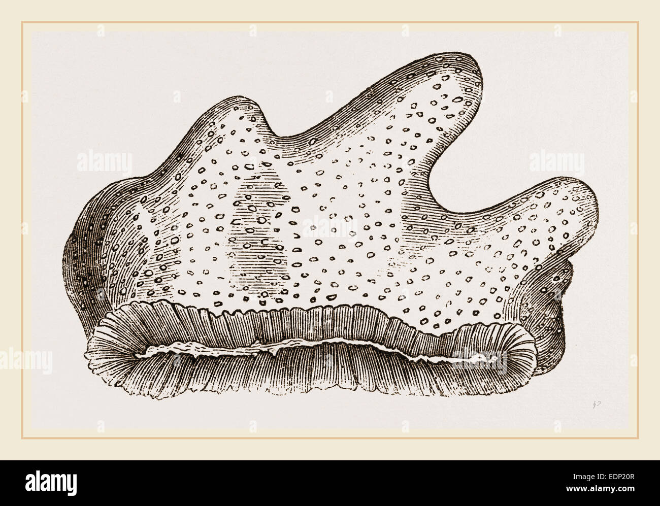 Heliopora hi-res stock photography and images - Alamy