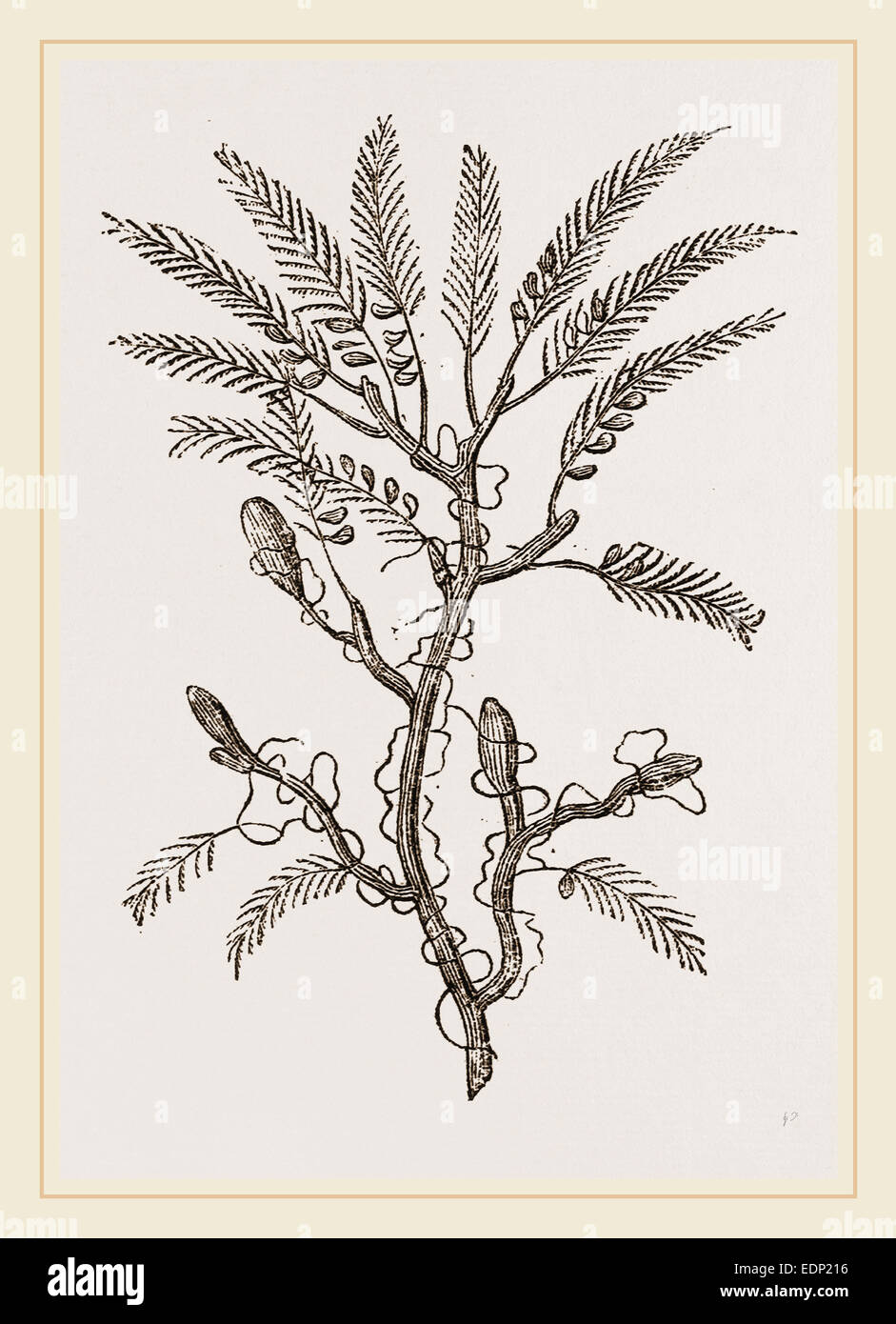 Plumularia Pluma High Resolution Stock Photography and Images - Alamy