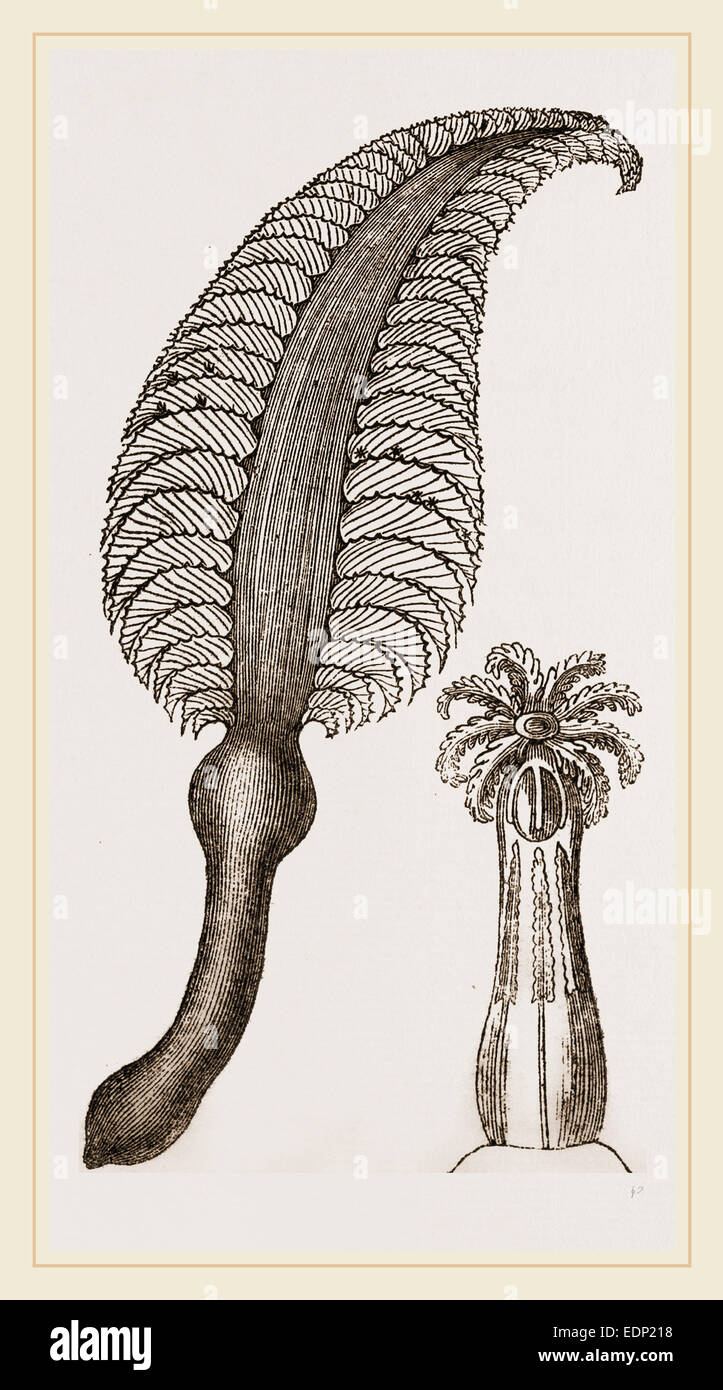 Pennatula hi-res stock photography and images - Alamy