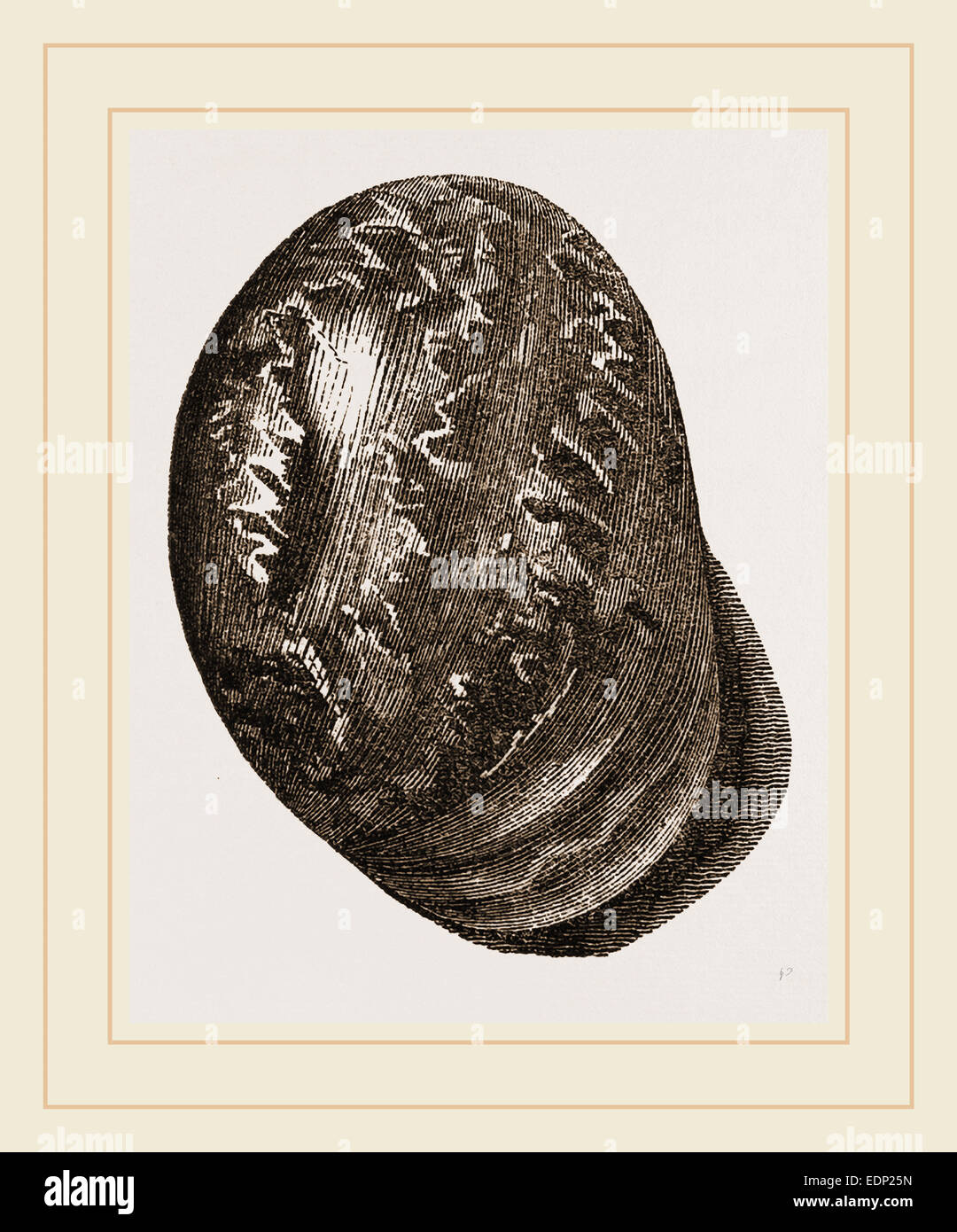 Globose hi-res stock photography and images - Alamy