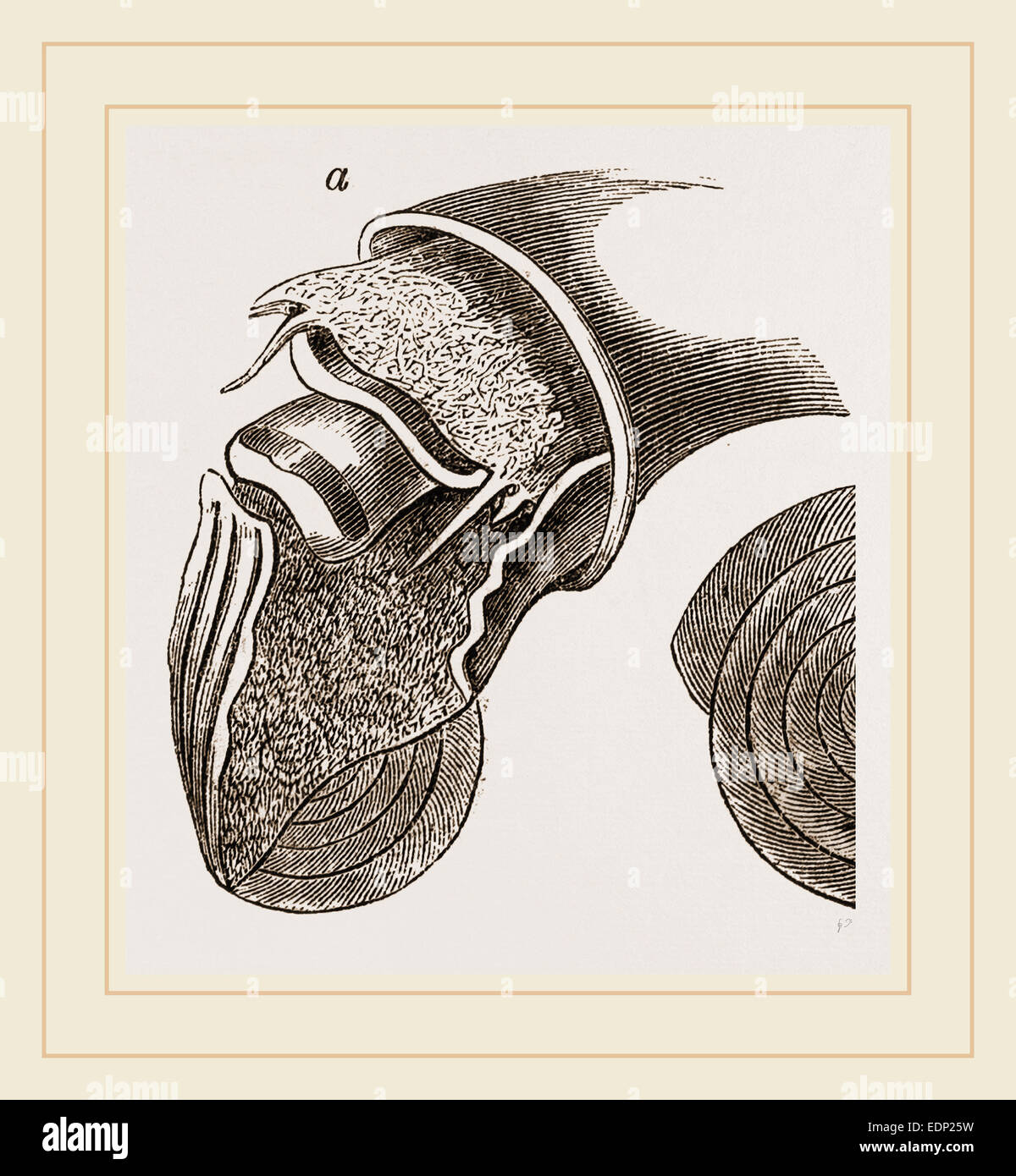 Trochus hi-res stock photography and images - Alamy