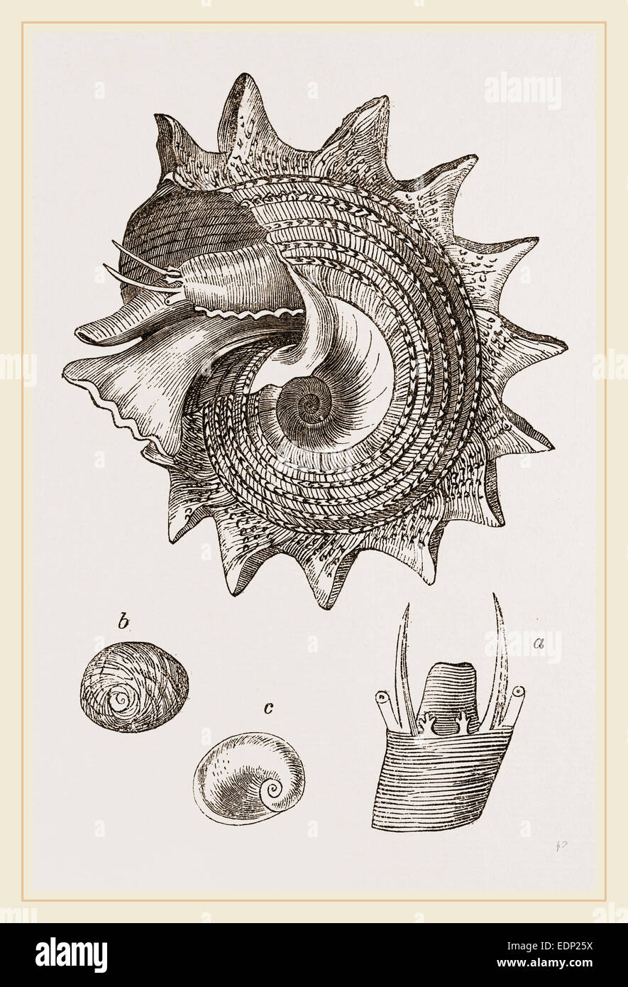 Trochus hi-res stock photography and images - Alamy