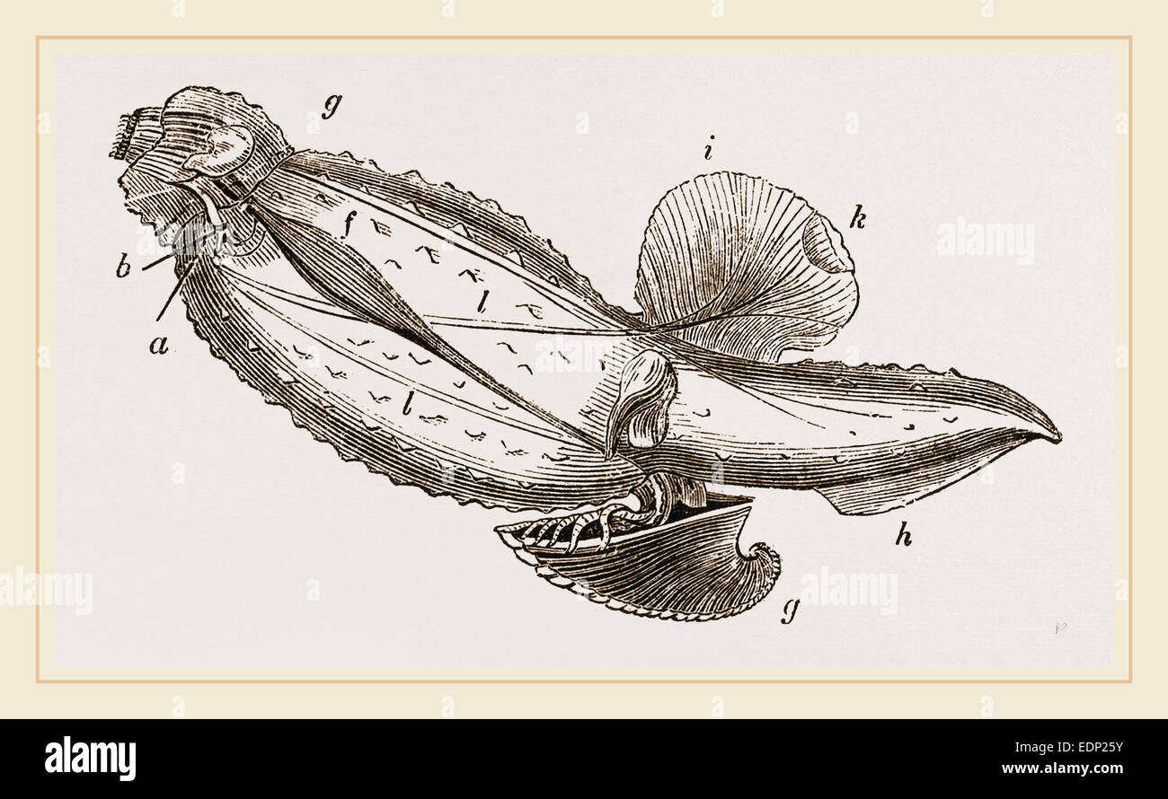 Mediterranean carinaria hi-res stock photography and images - Alamy