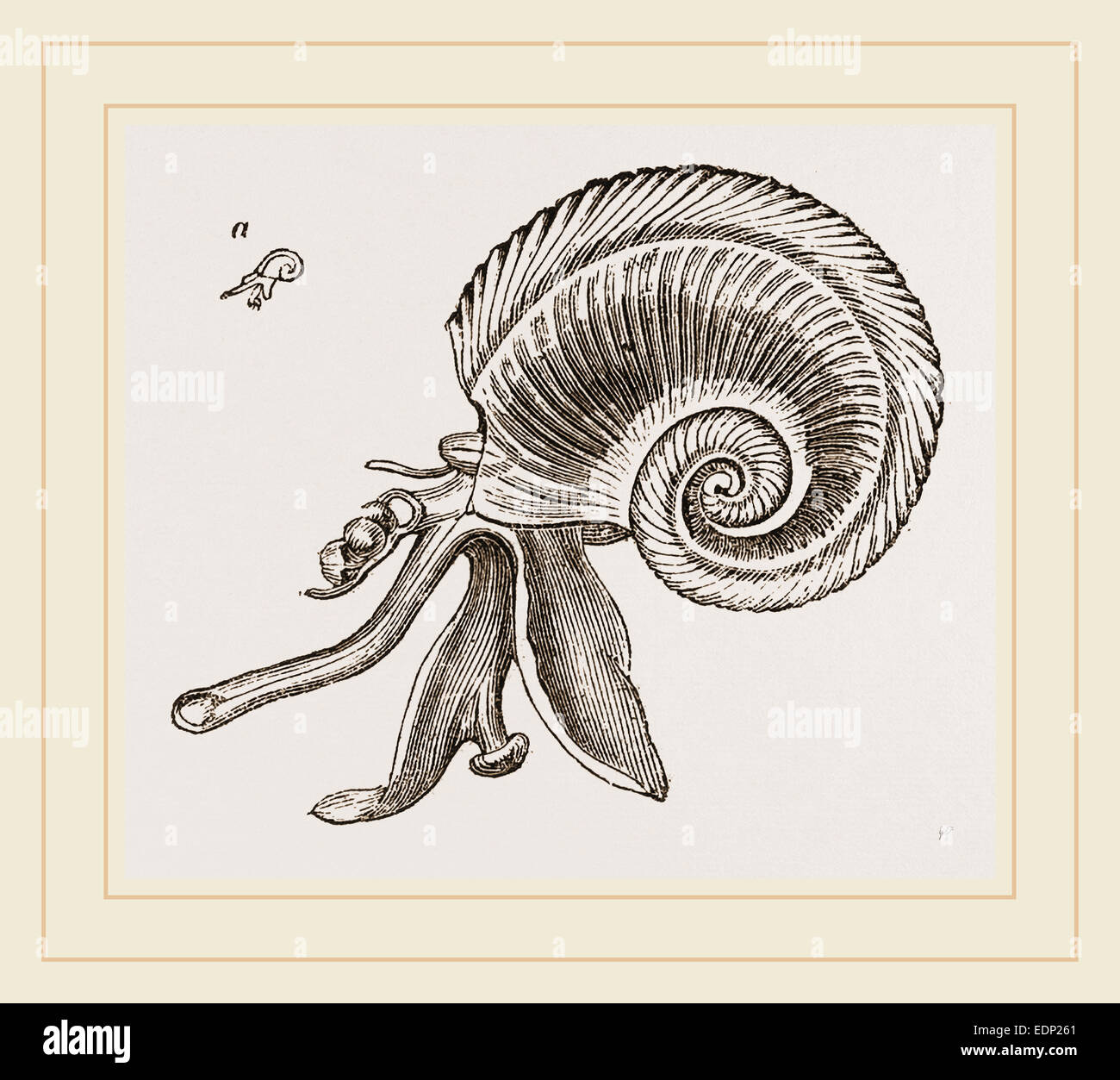 Perons hi-res stock photography and images - Alamy