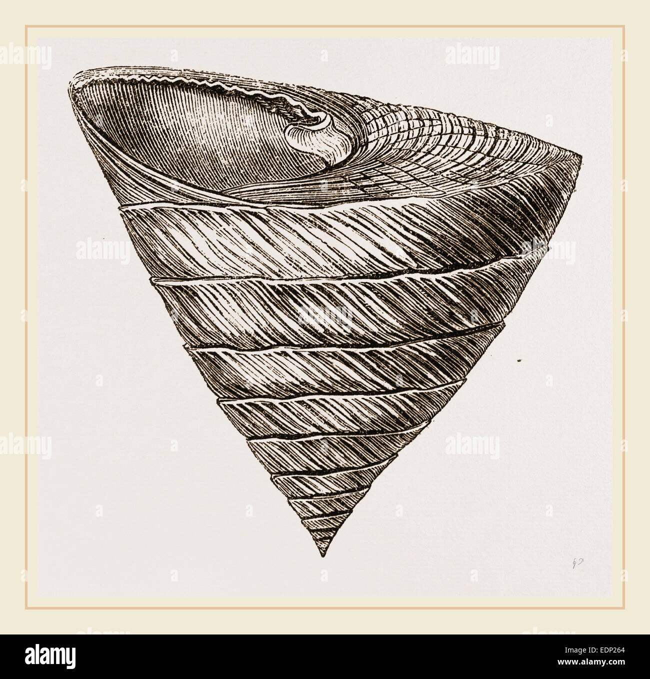 Trochus hi-res stock photography and images - Alamy