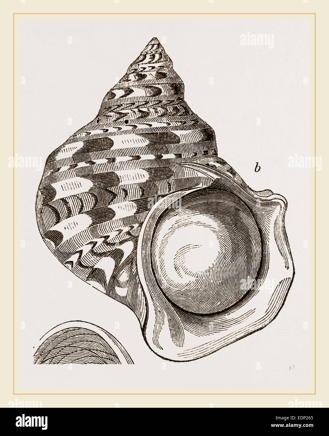 Marbled turbo hi-res stock photography and images - Alamy