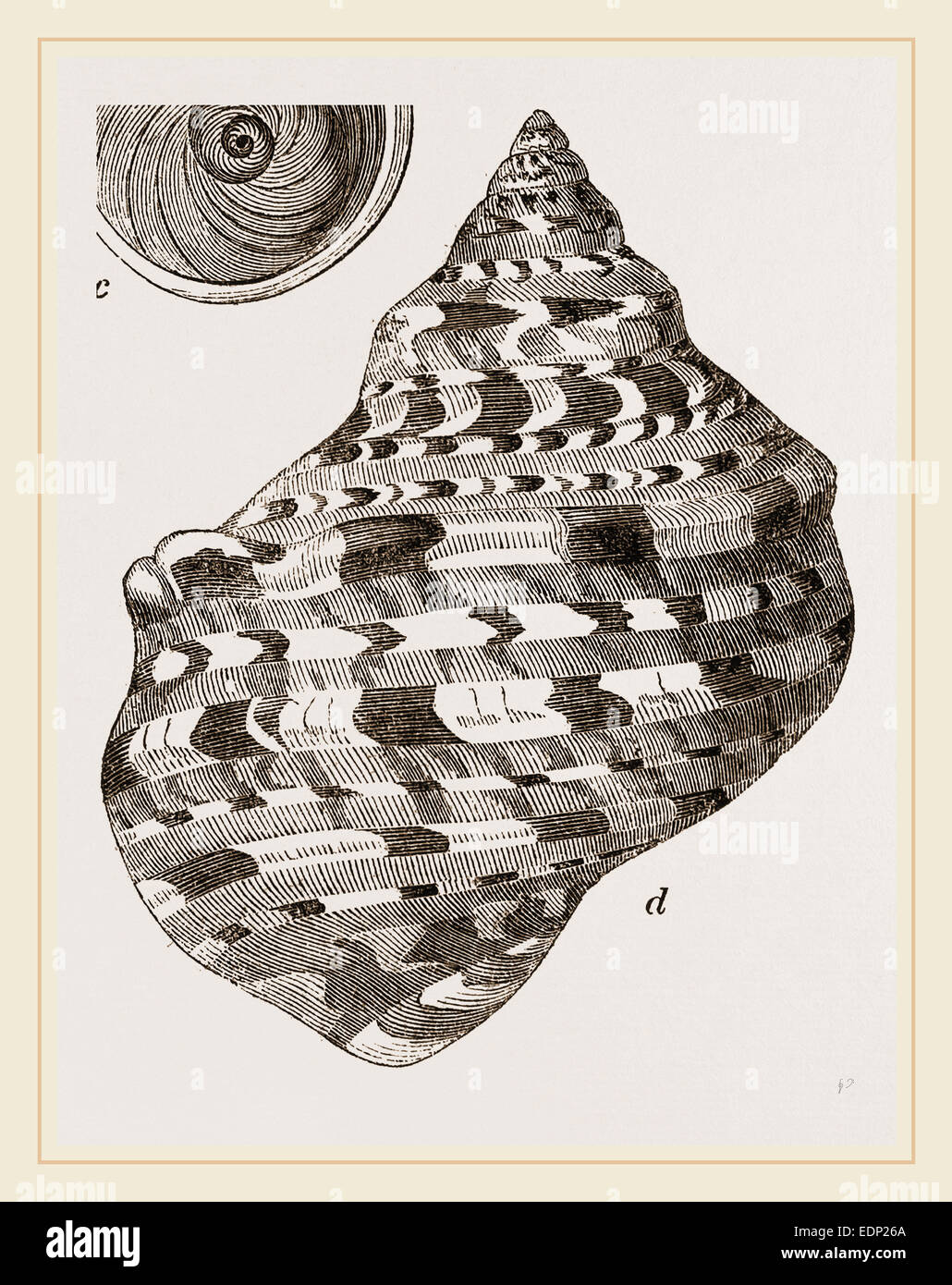 Marbled turbo hi-res stock photography and images - Alamy