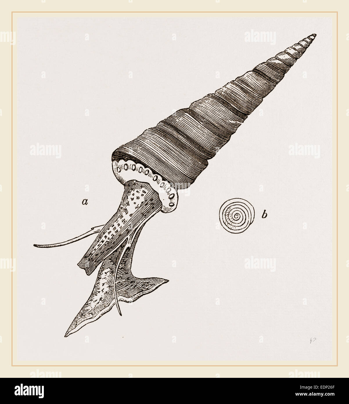 Turritella hi-res stock photography and images - Alamy