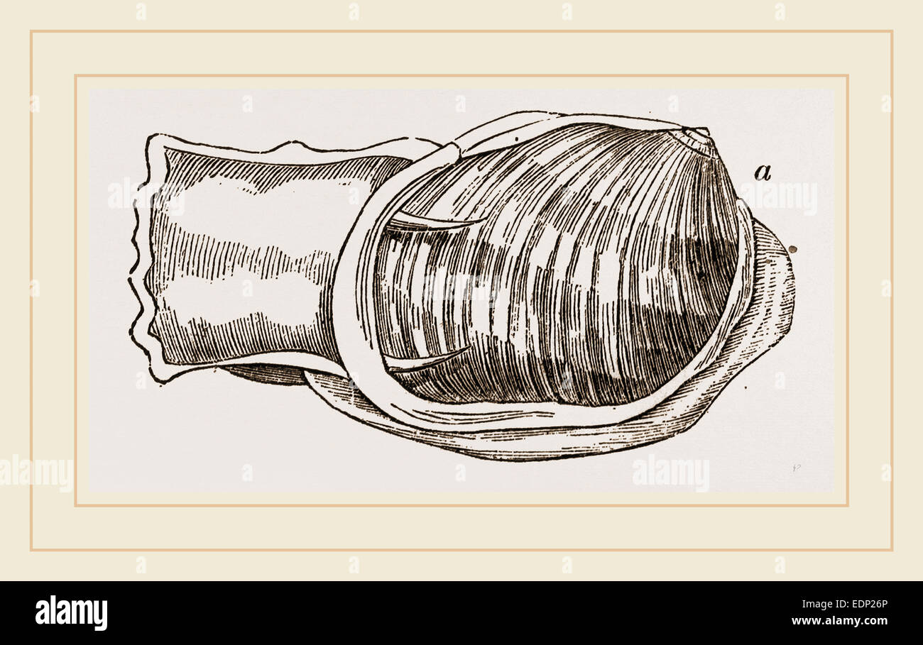 Black lipped natica hi-res stock photography and images - Alamy