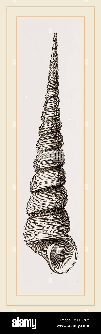 Awl shaped Turritella Stock Photo - Alamy